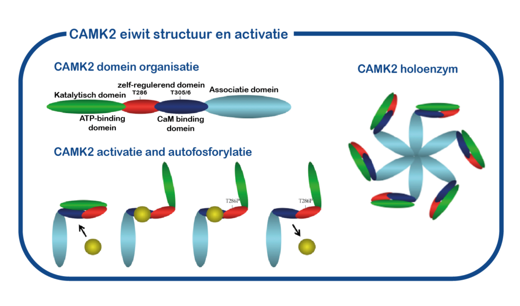 CAMK2 Syndroom – Encore