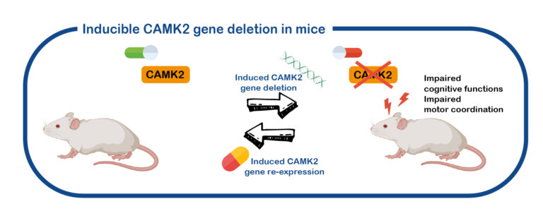 CAMK2 Syndroom – Encore
