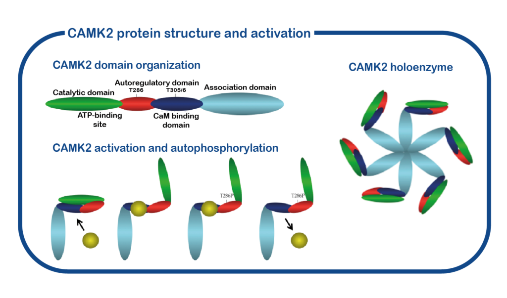 CAMK2 Syndroom – Encore