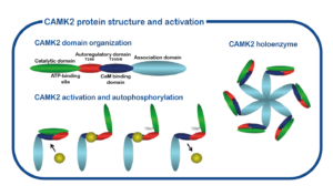 CAMK2 Syndroom – Encore