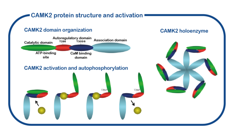 CAMK2 Syndroom – Encore