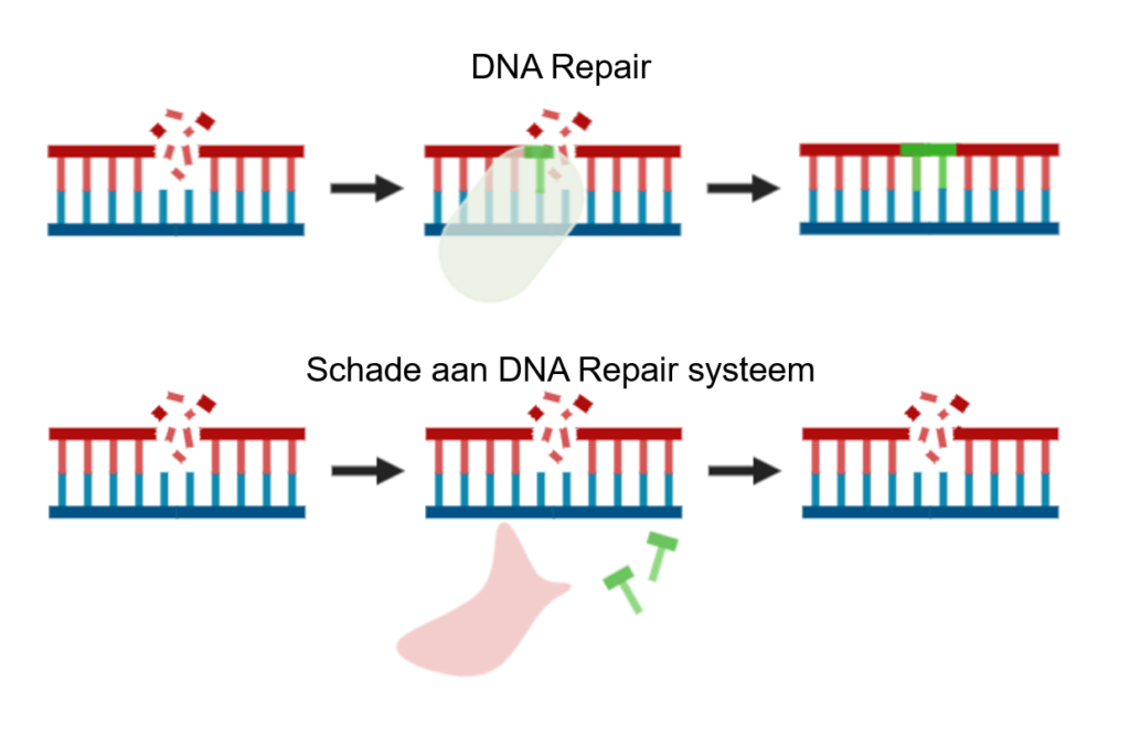 DNA repair stoornissen – Encore