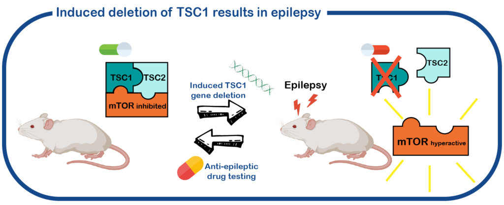 Tubereuze sclerose complex (TSC) – Encore